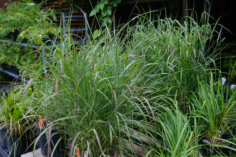Grass - Panicum virgatum 'Rotstrahlbusch' (Switch Grass) – Michler's ...