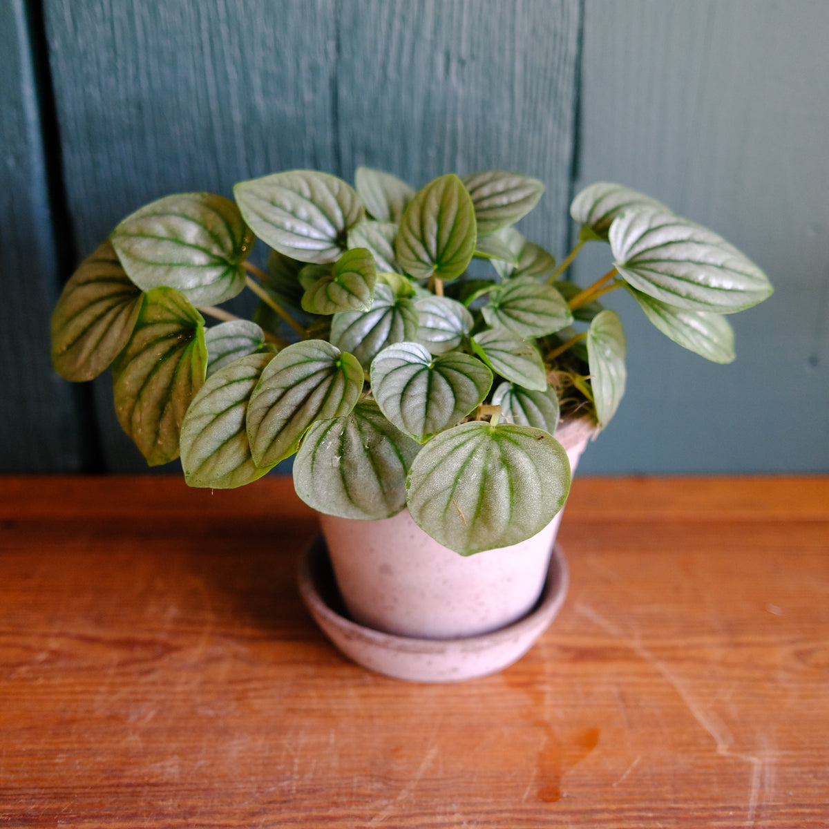 Peperomia 'Frost' | Lexington, KY | Michler's Florist – Michler's ...