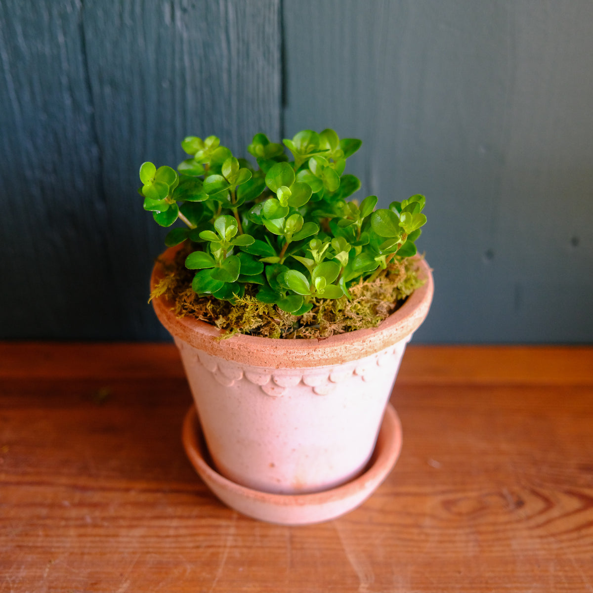 Peperomia 'Jitterbug' | Lexington, KY | Michler's Florist – Michler's ...