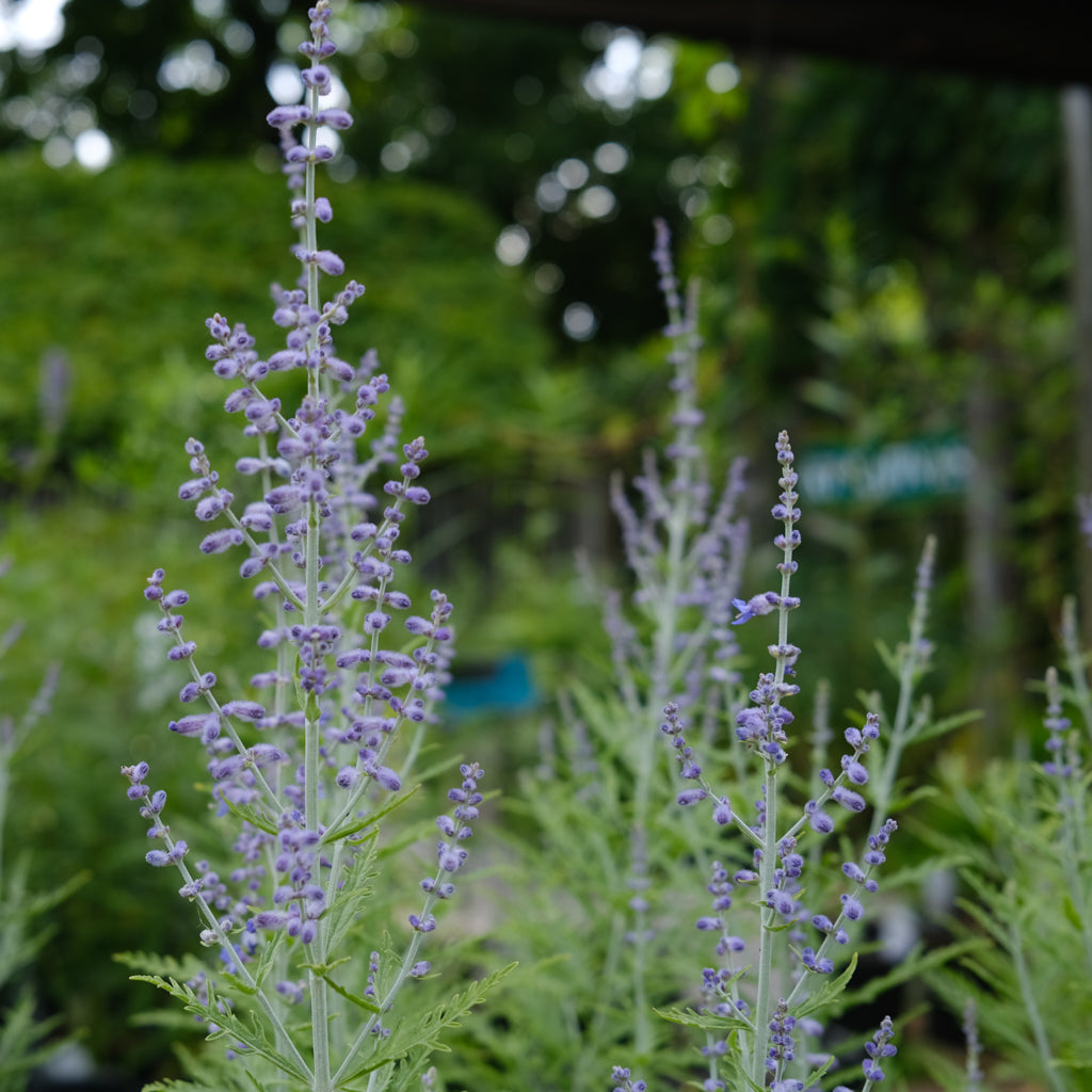 Denim and lace russian sage store