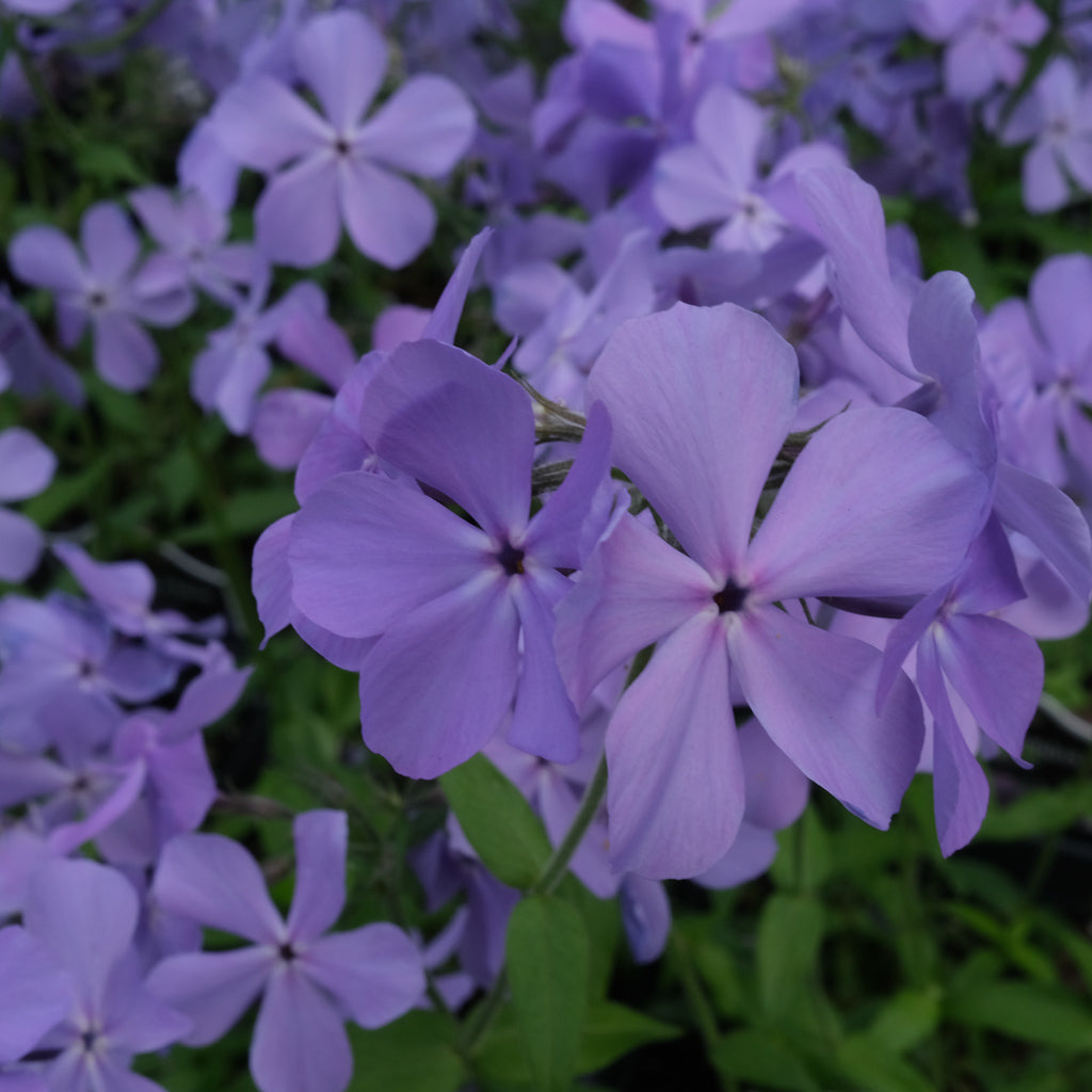 Phlox divaricata 'Blue Moon' (Wild Blue Phlox) – Michler's Florist ...