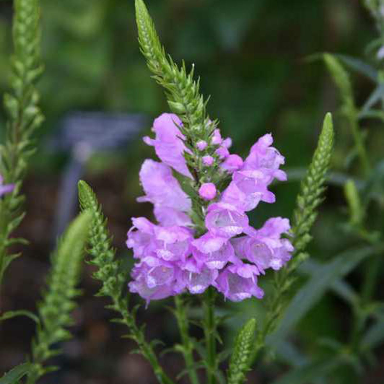 Physostegia virginiana 'Vivid' (Obedient Plant) | Perennial in ... Physostegia virginiana 'Vivid' (Obedient Plant) | Perennial in ...