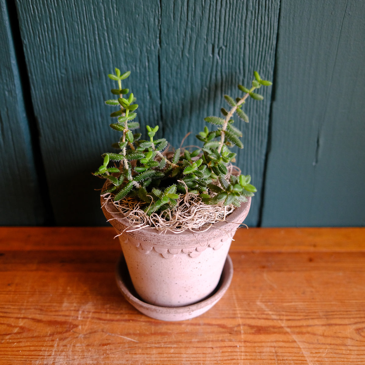 Pickle Plant l Lexington, KY | Michler's Florist – Michler's Florist ...