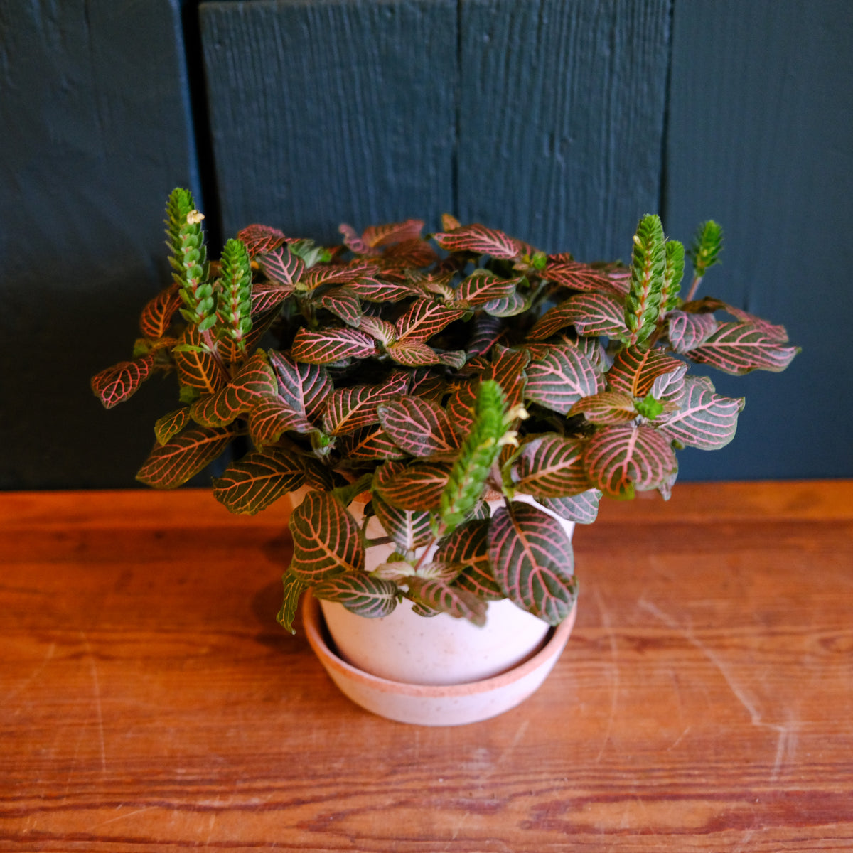 Pink Nerve Plant (Fittonia) | Lexington, KY | Michler's Florist ...