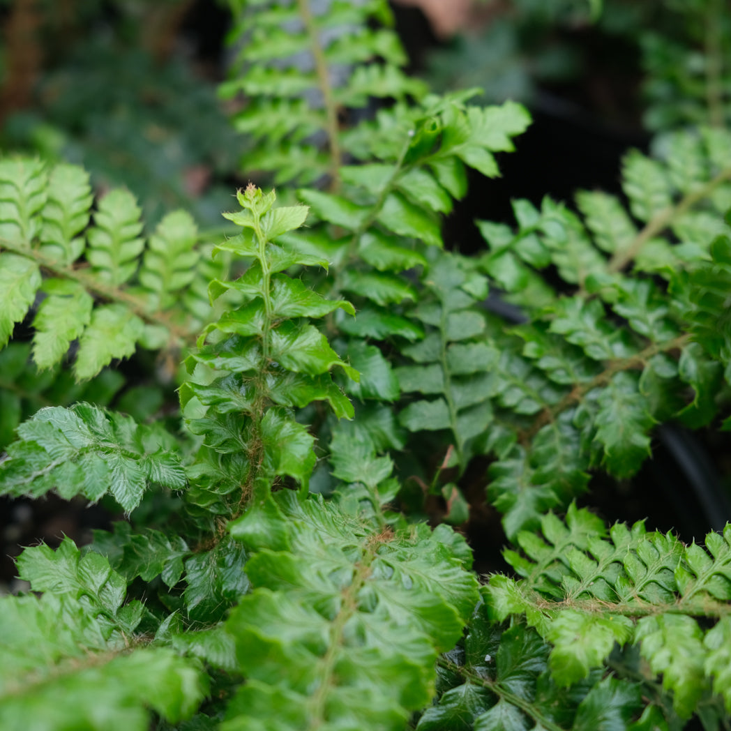 Fern - Polystichum polyblepharum 'Tassel' (Tassel Fern) – Michler's ...