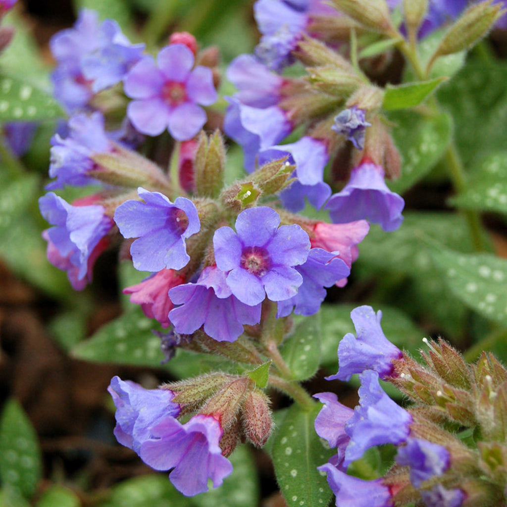 Pulmonaria 'Trevi Fountain' (Lungwort) | Perennial in Lexington, KY ...