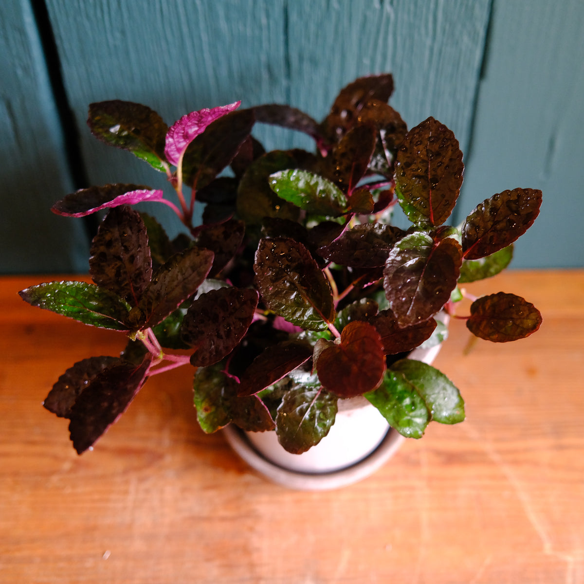 Purple Waffle l Michler's Florist l Lexington KY – Michler's Florist ...