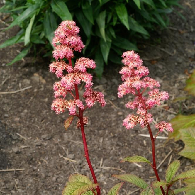 Rodgersia pinnata 'Superba' (Rodger's Flower) | Perennial in Lexington ...
