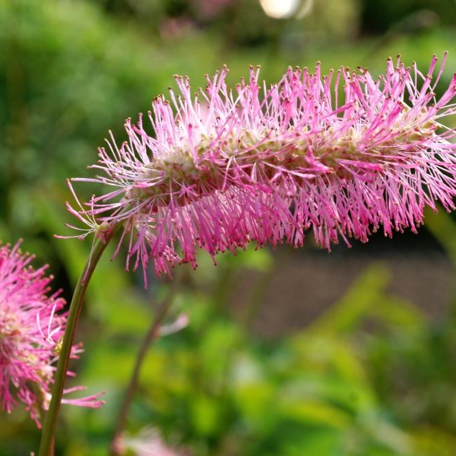 Sanguisorba obtusa (Japanese Burnett) | Perennial in Lexington, KY ...