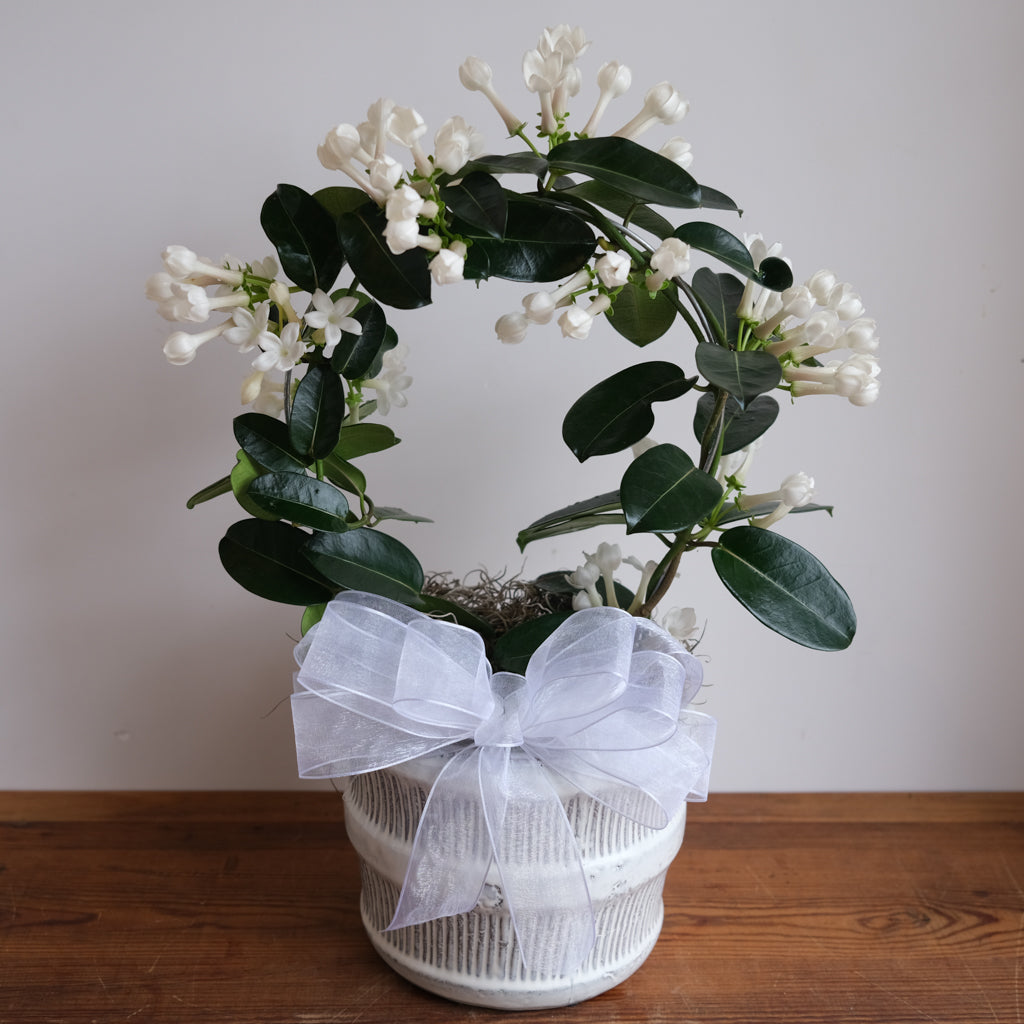 Stephanotis Wedding Flowers