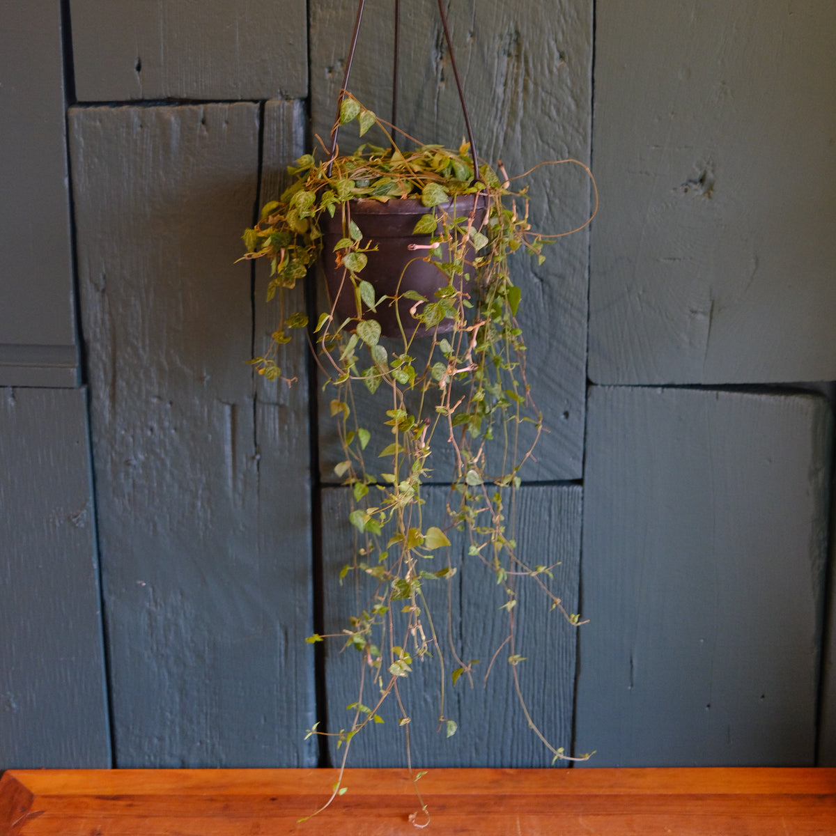 String of Arrows | Lexington, KY | Michler's Florist – Michler's ...