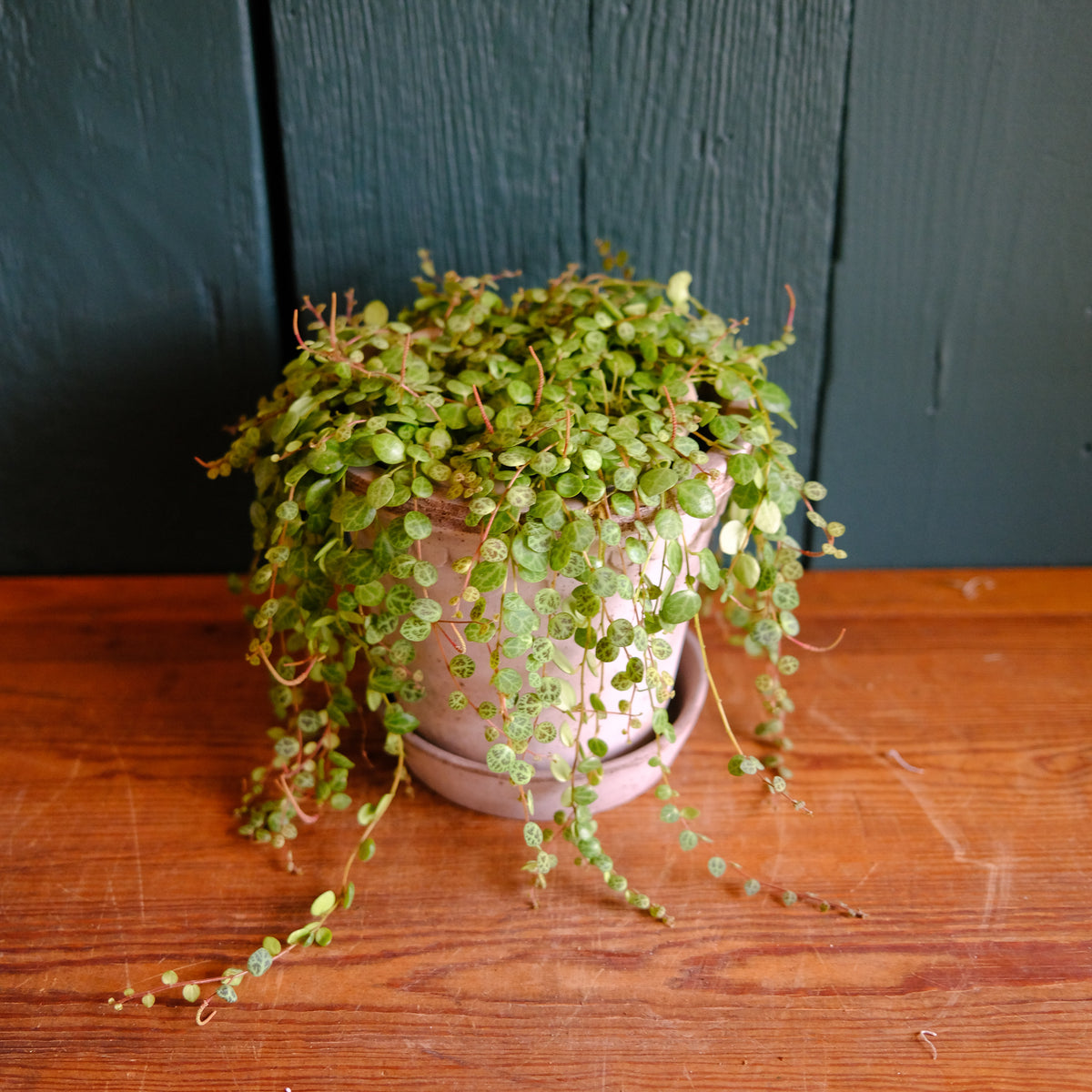 String of Turtles | Lexington, KY | Michler's Florist – Michler's ...
