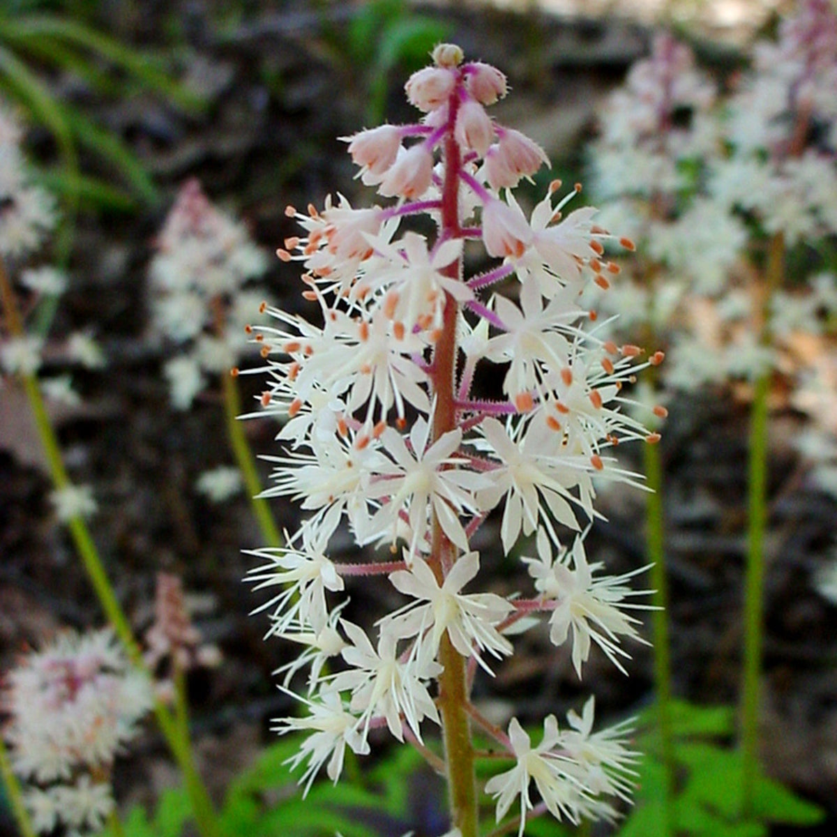 Tiarella 'Sugar and Spice' (Foam Flower) | Perennial in Lexington, KY ...