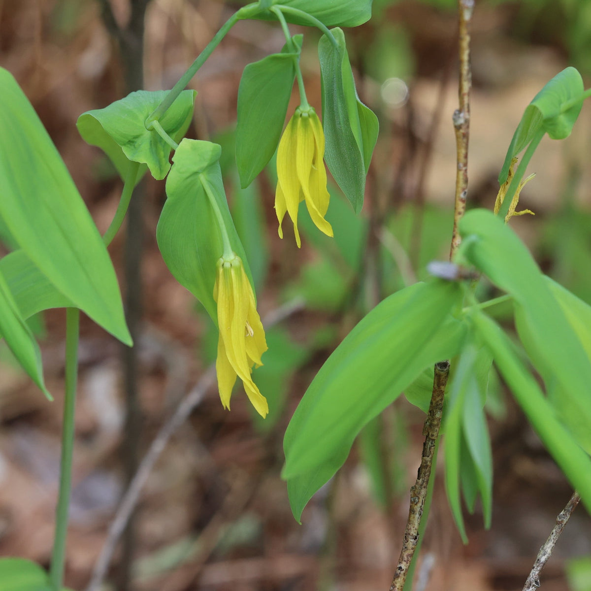 Uvularia grandiflora (Large-flowered Bellwort) | Perennial in Lexington ...