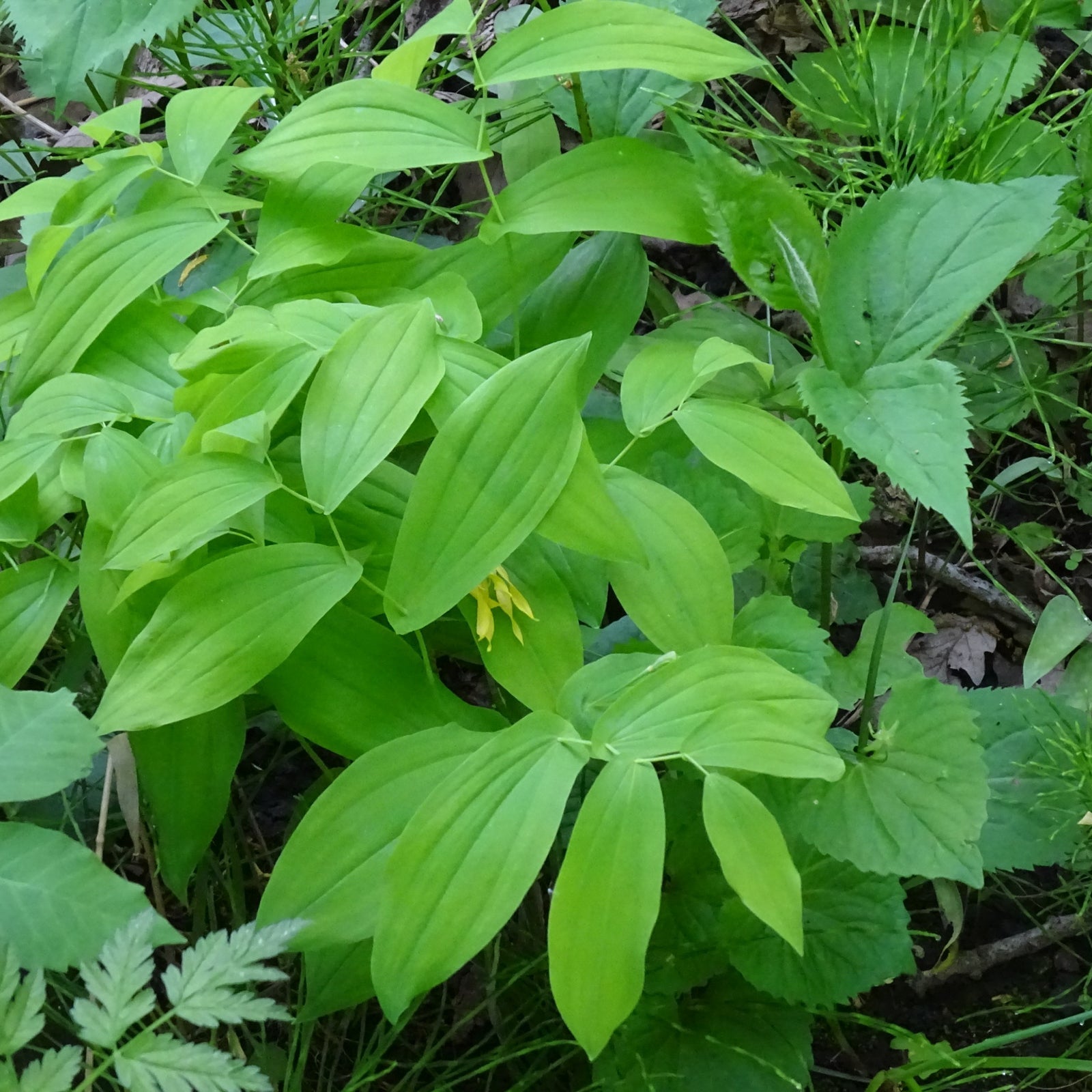 Uvularia grandiflora (Large-flowered Bellwort) | Perennial in Lexington ...