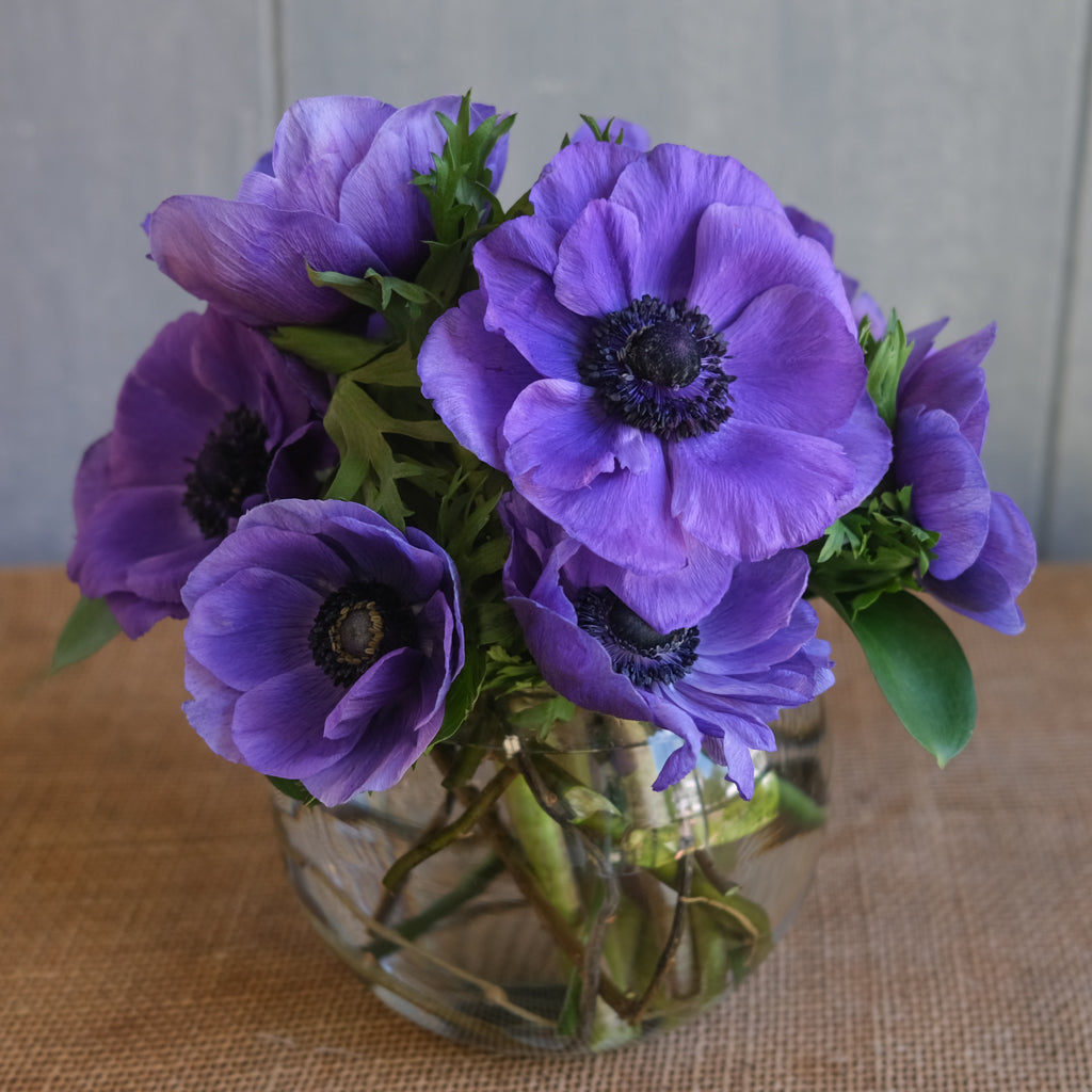 Purple Anemone Flower