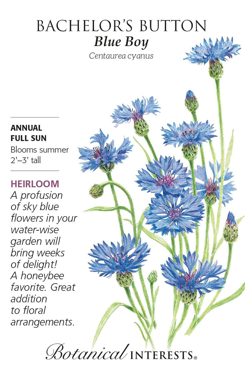 Bachelor's Button Blue Boy – Michler's Florist, Greenhouses & Garden Design