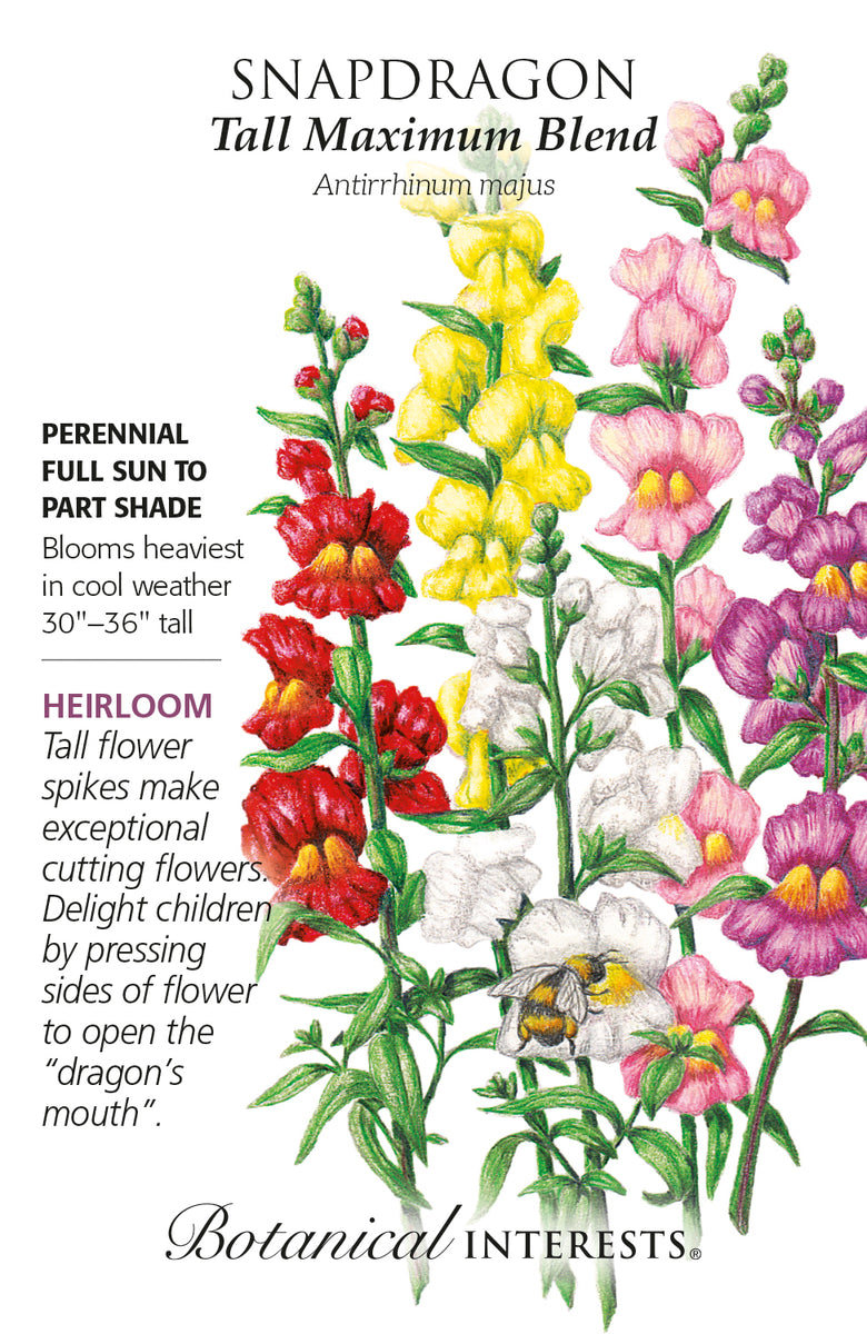 Snapdragon Tall Maximum Blend | Seeds in Lexington, KY | Michler's ...
