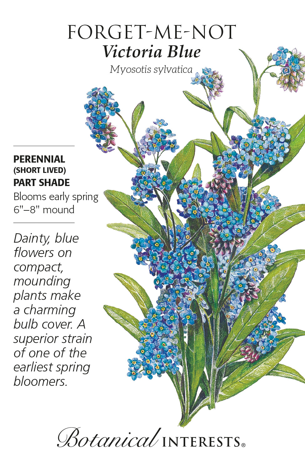 Forget-Me-Not Victoria Blue | Seeds in Lexington, KY | Michler's ...