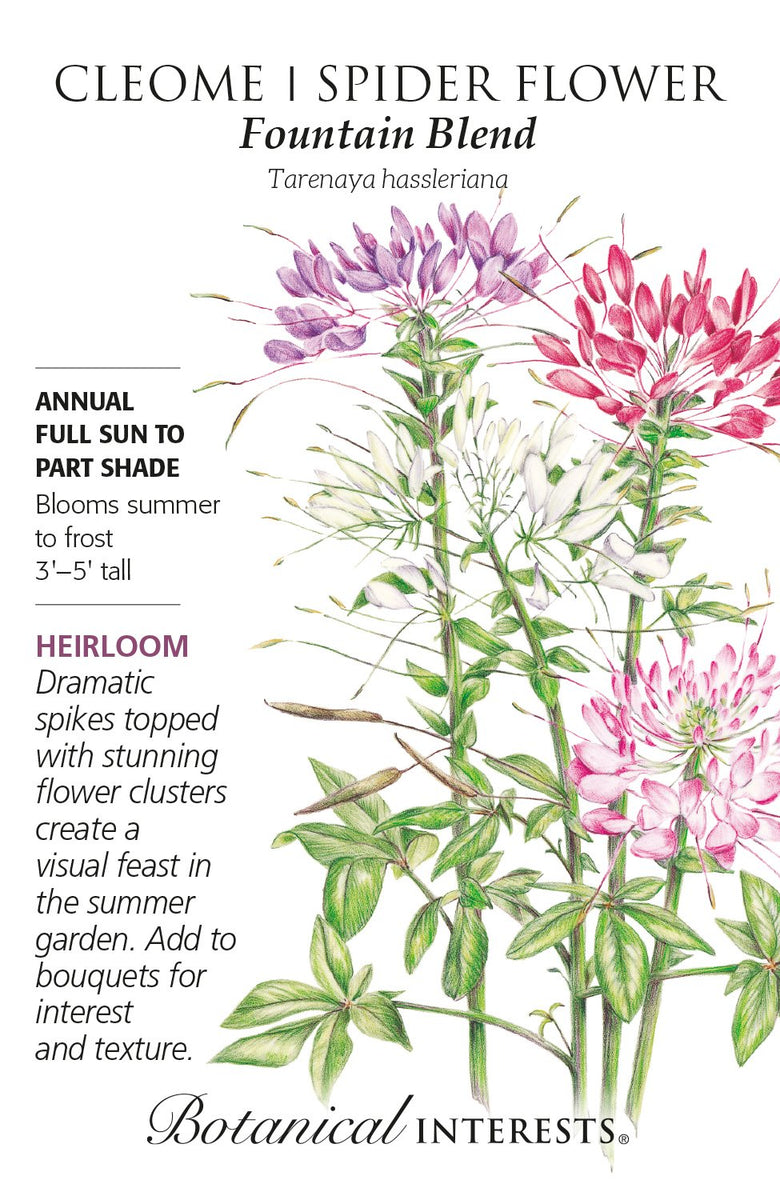 Cleome Fountain Blend – Michler's Florist, Greenhouses & Garden Design