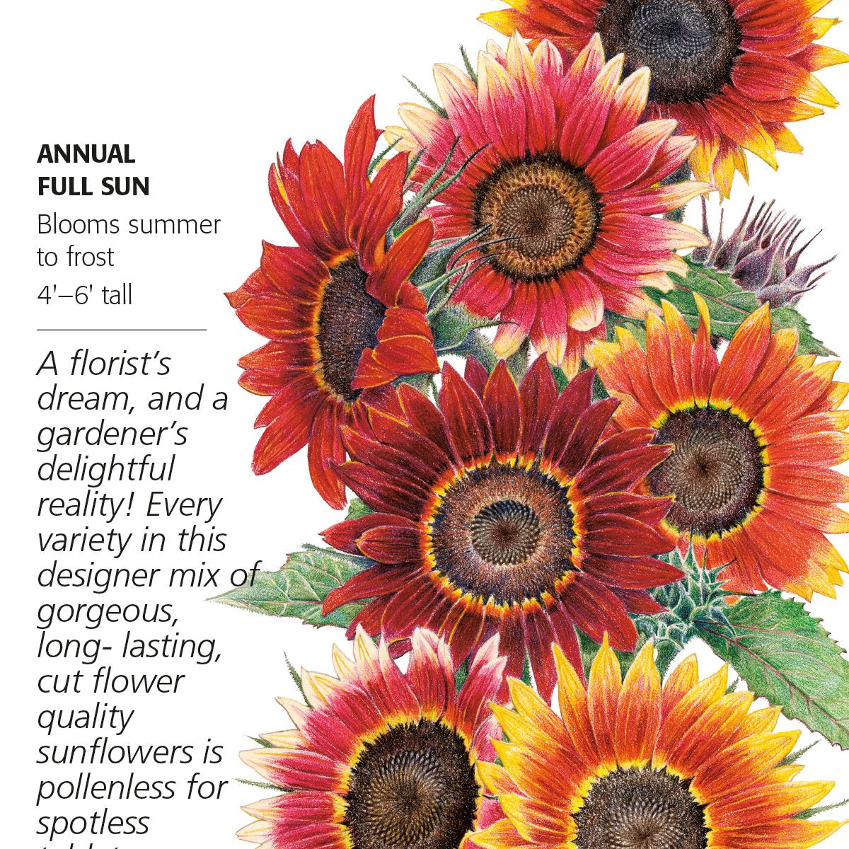 Sunflower Drop Dead Red hybrid – Michler's Florist, Greenhouses ...
