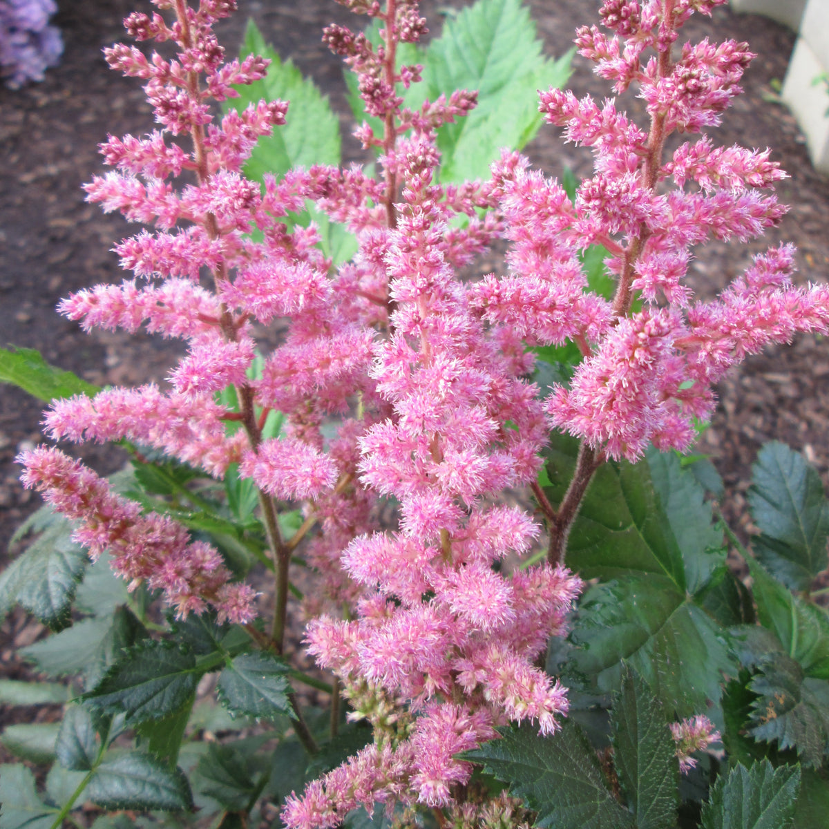 Astilbe chinensis 'Vision in Pink' (False Spirea) – Michler's Florist ...