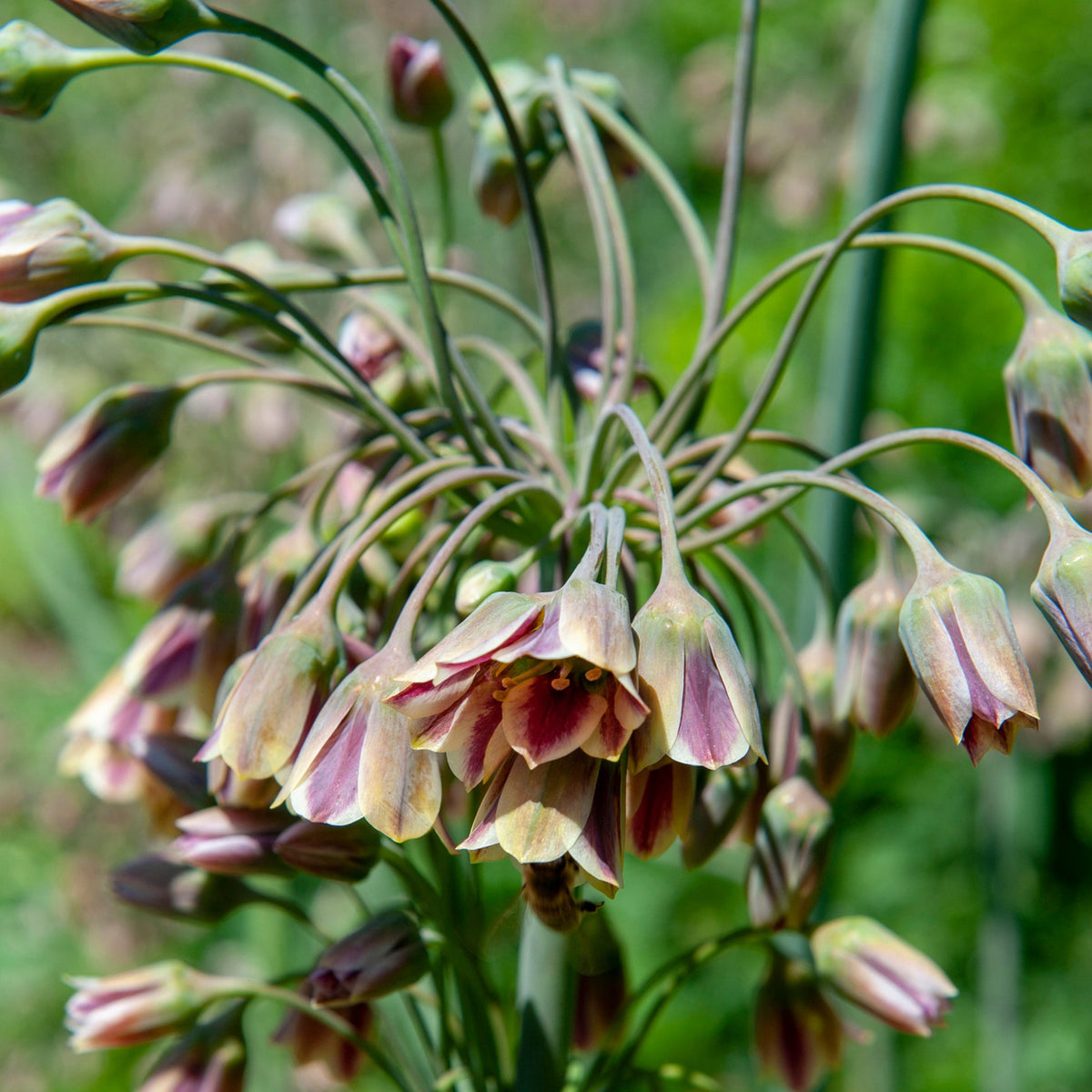 Allium siculum ssp. bulgaricum