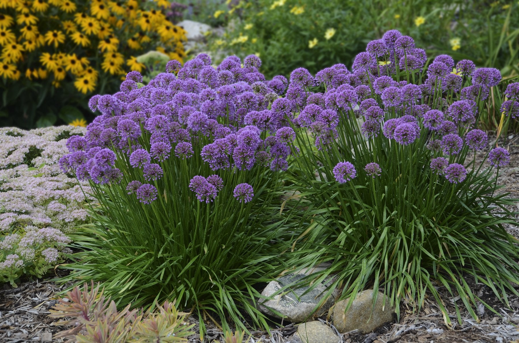 Allium 'Millenium' (Ornamental Onion) – Michler's Florist, Greenhouses ...