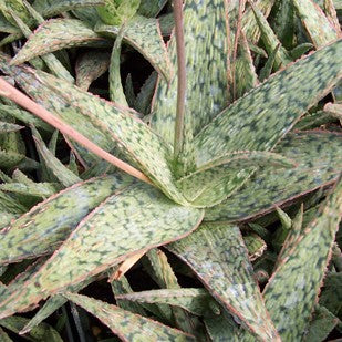 Aloe x hybrida 'Pink Blush' – Michler's Florist, Greenhouses & Garden ...
