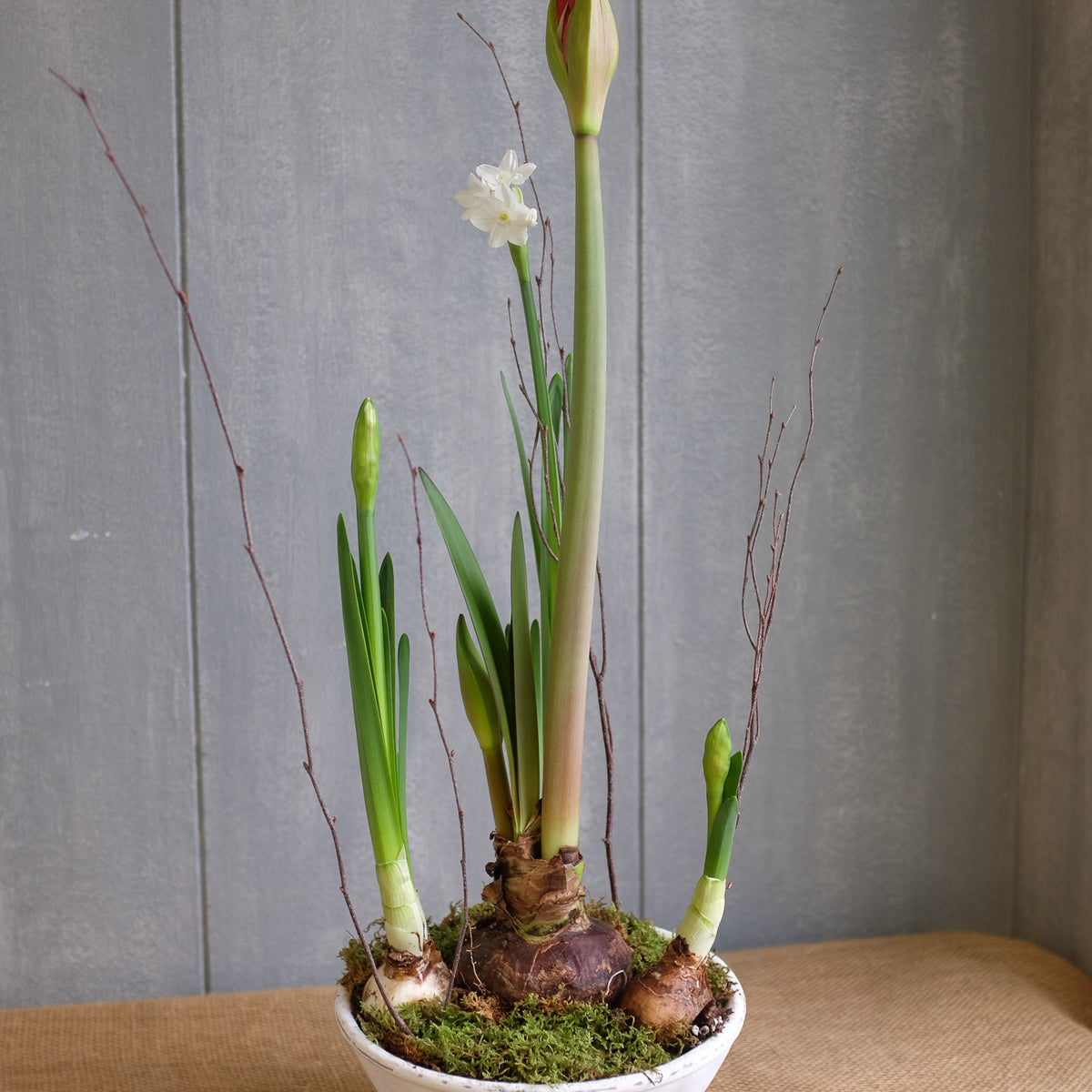 Amaryllis Paperwhite Pot | Bulb Planter in Lexington, KY | Michler's ...