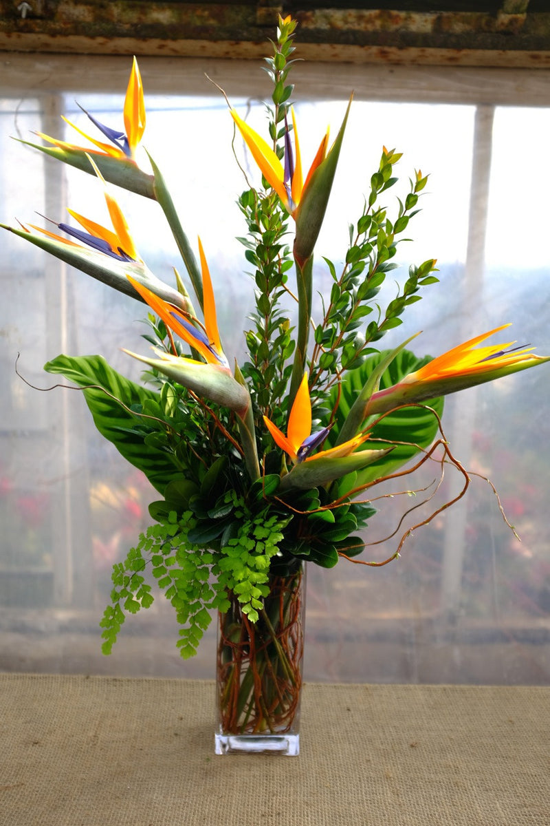 Birds of Paradise | Tropical Flowers in Lexington, KY | Michler's ...