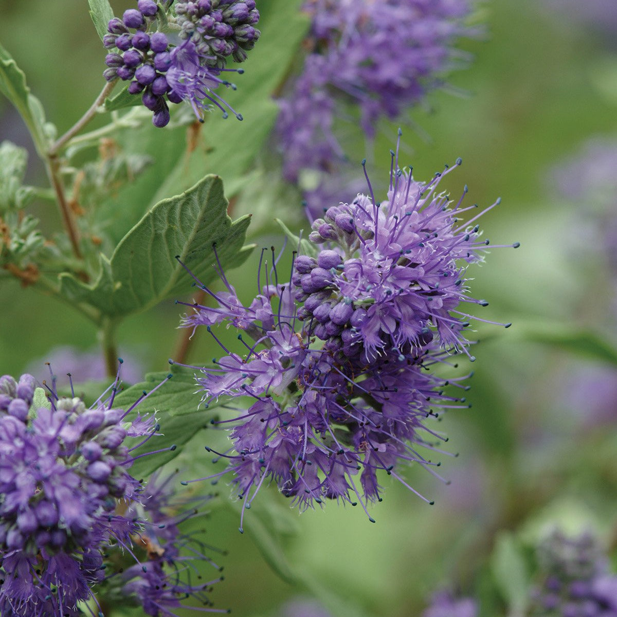 Caryopteris Longwood delicate Blue Bluebeard