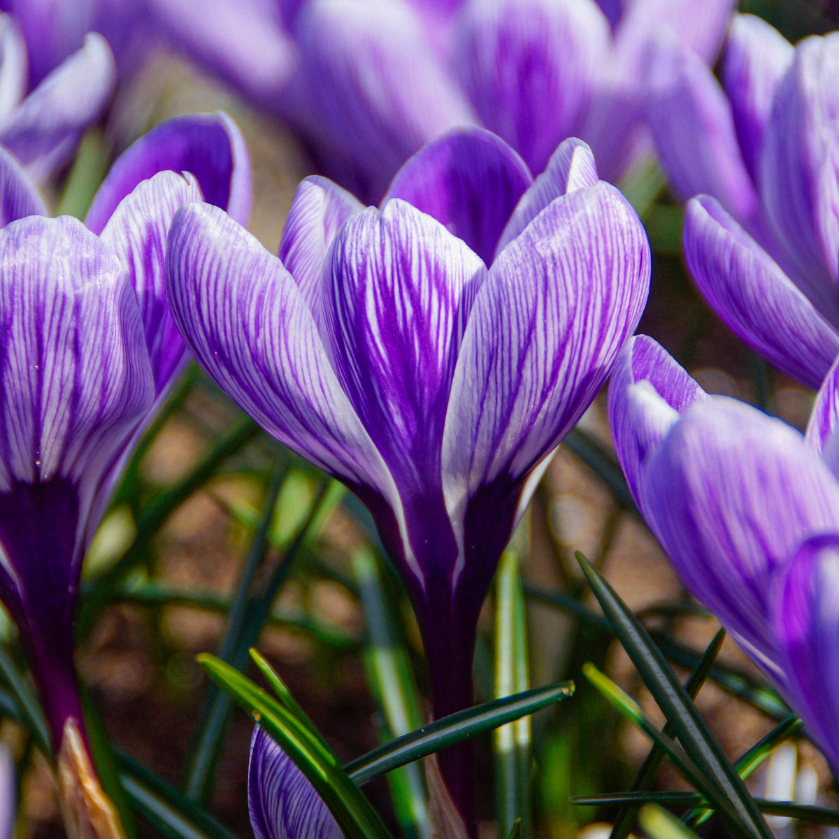 Crocus vernus 'King of the Striped' – Michler's Florist, Greenhouses ...