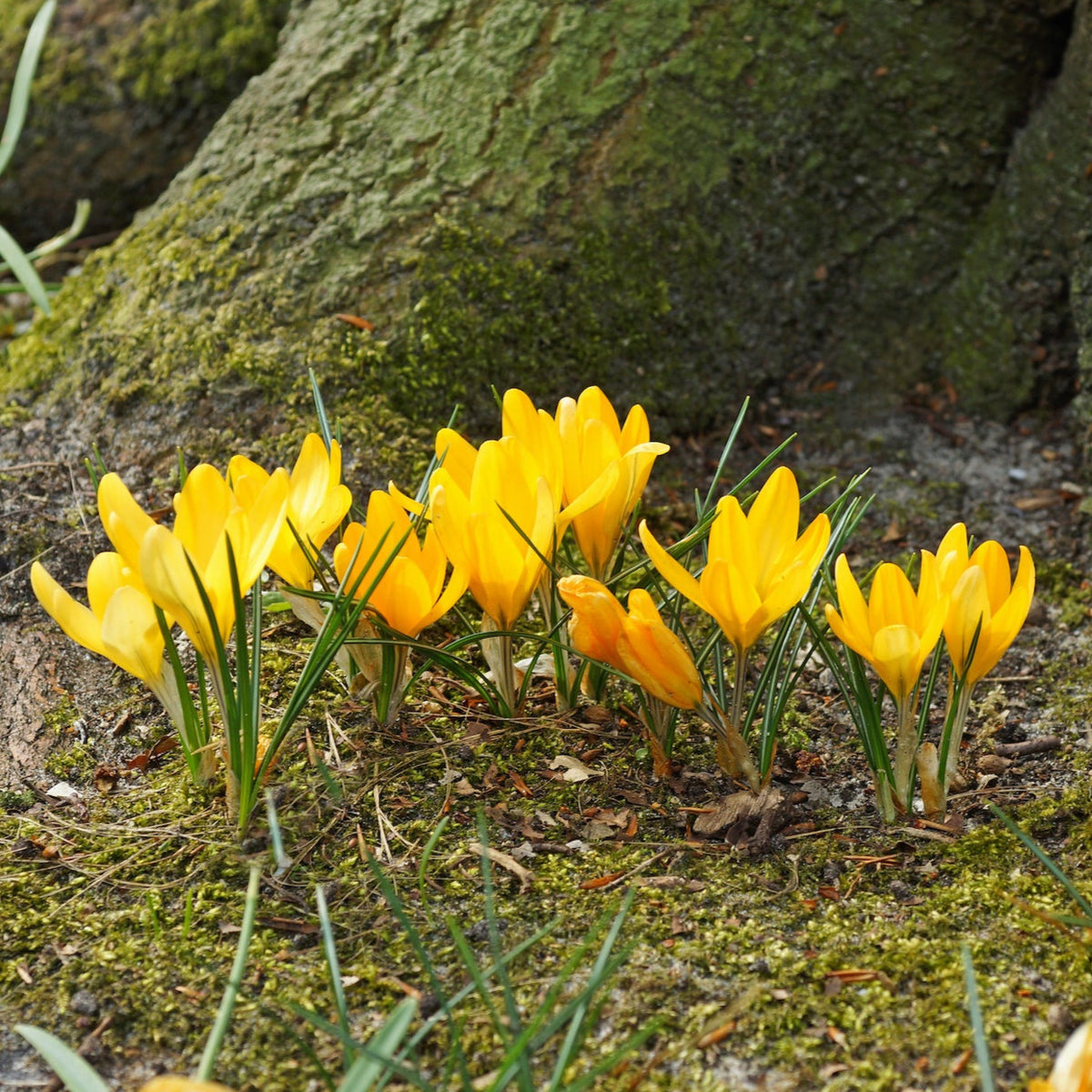 Crocus vernus 'Yellow Mammoth'