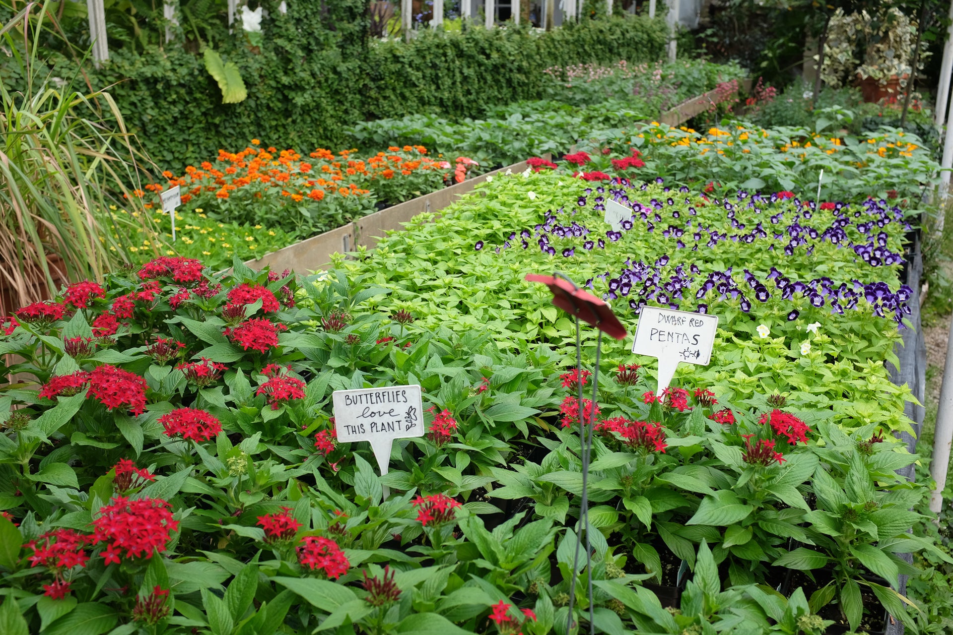 Annuals - Bedding Plants – Michler's Florist, Greenhouses & Garden Design