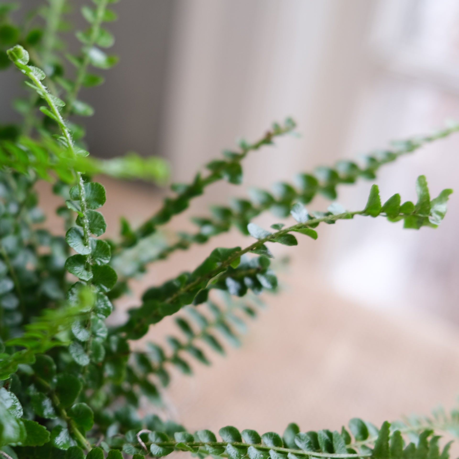 Lemon Button Fern | Lexington, KY | Michler's Florist – Michler's ...