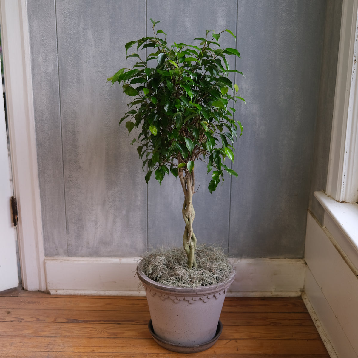 Ficus benjamina | Lexington, KY | Michler's Florist – Michler's Florist ...