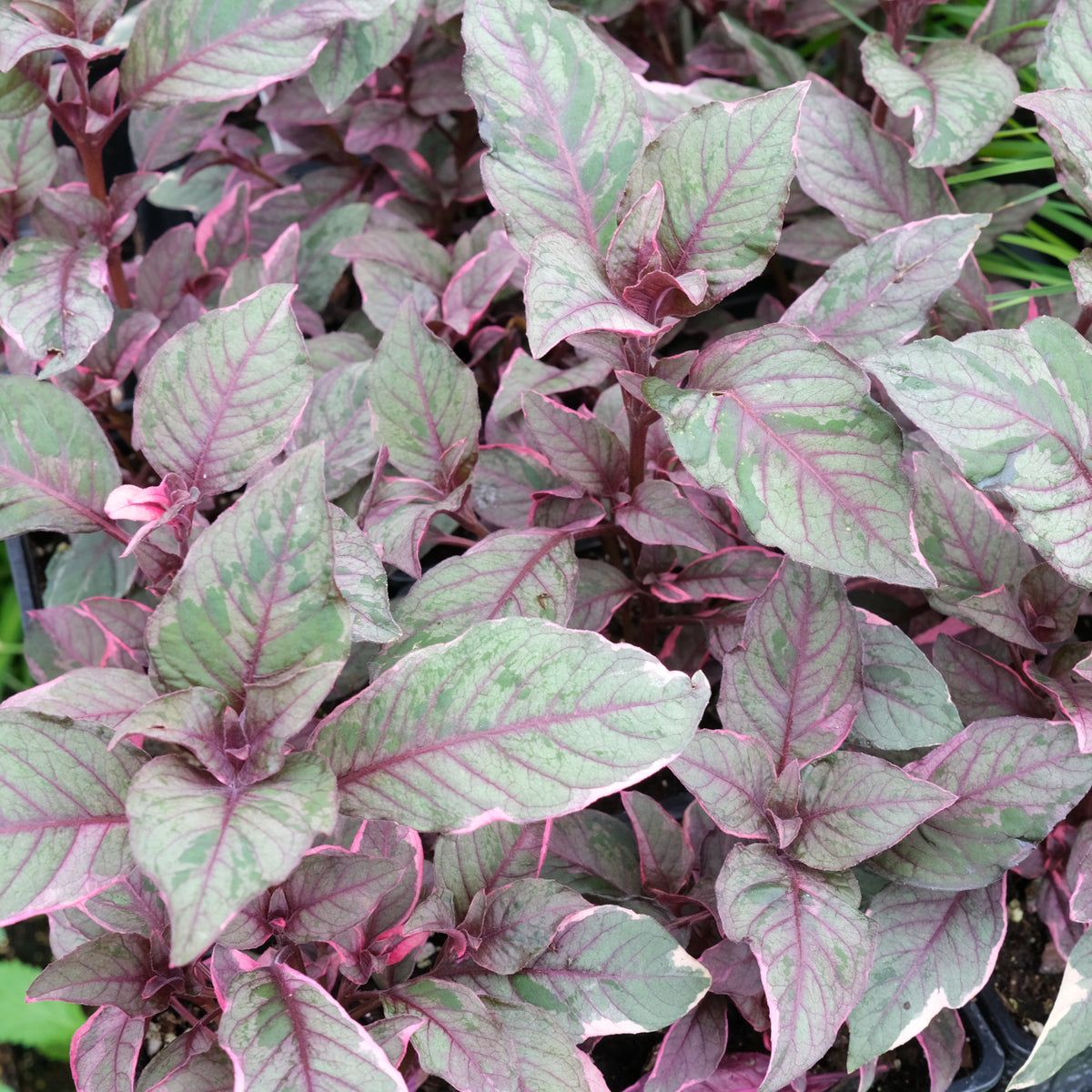 Fuchsia 'Firecracker' | Lexington, KY | Michler's – Michler's Florist ...