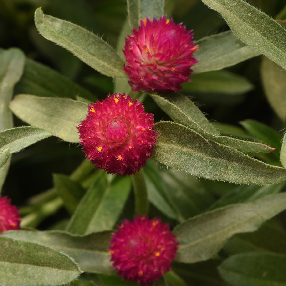 Gomphrena haageana "QIS Carmine' (Gomphrena) – Michler's Florist ...