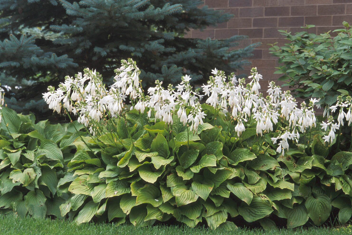 Hosta 'Royal Standard' – Michler's Florist, Greenhouses & Garden Design