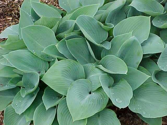 Hosta 'Bulletproof' | Perennial in Lexington, KY | Michler's – Michler ...