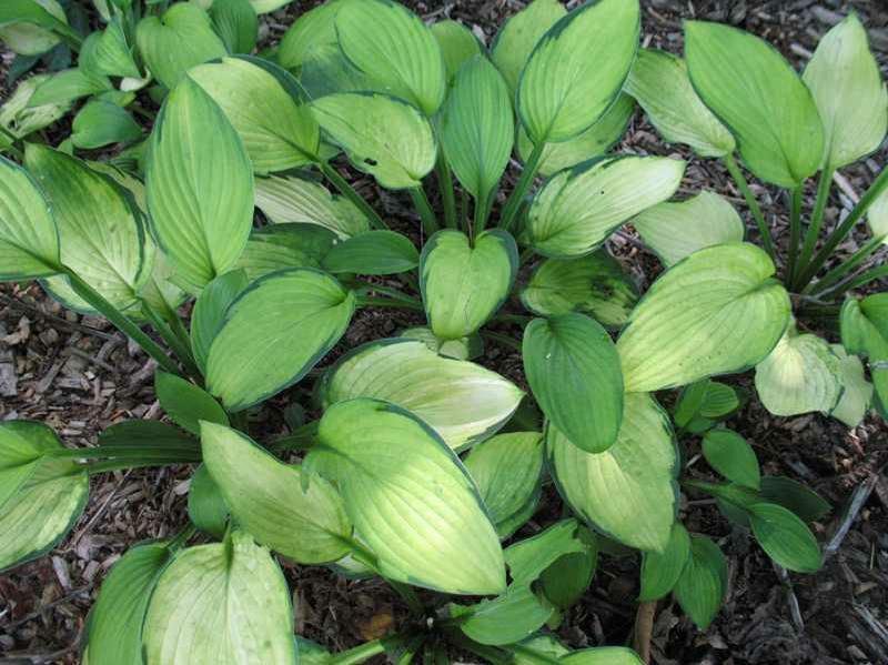 Hosta 'Gold Standard' | Lexington, KY | Michler's – Michler's Florist ...