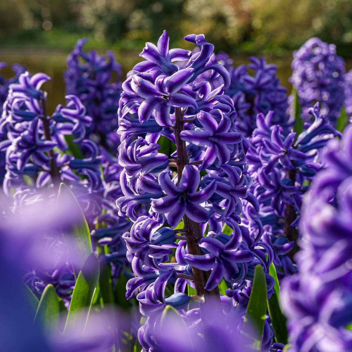 Hyacinth 'Blue Jacket' – Michler's Florist, Greenhouses & Garden Design