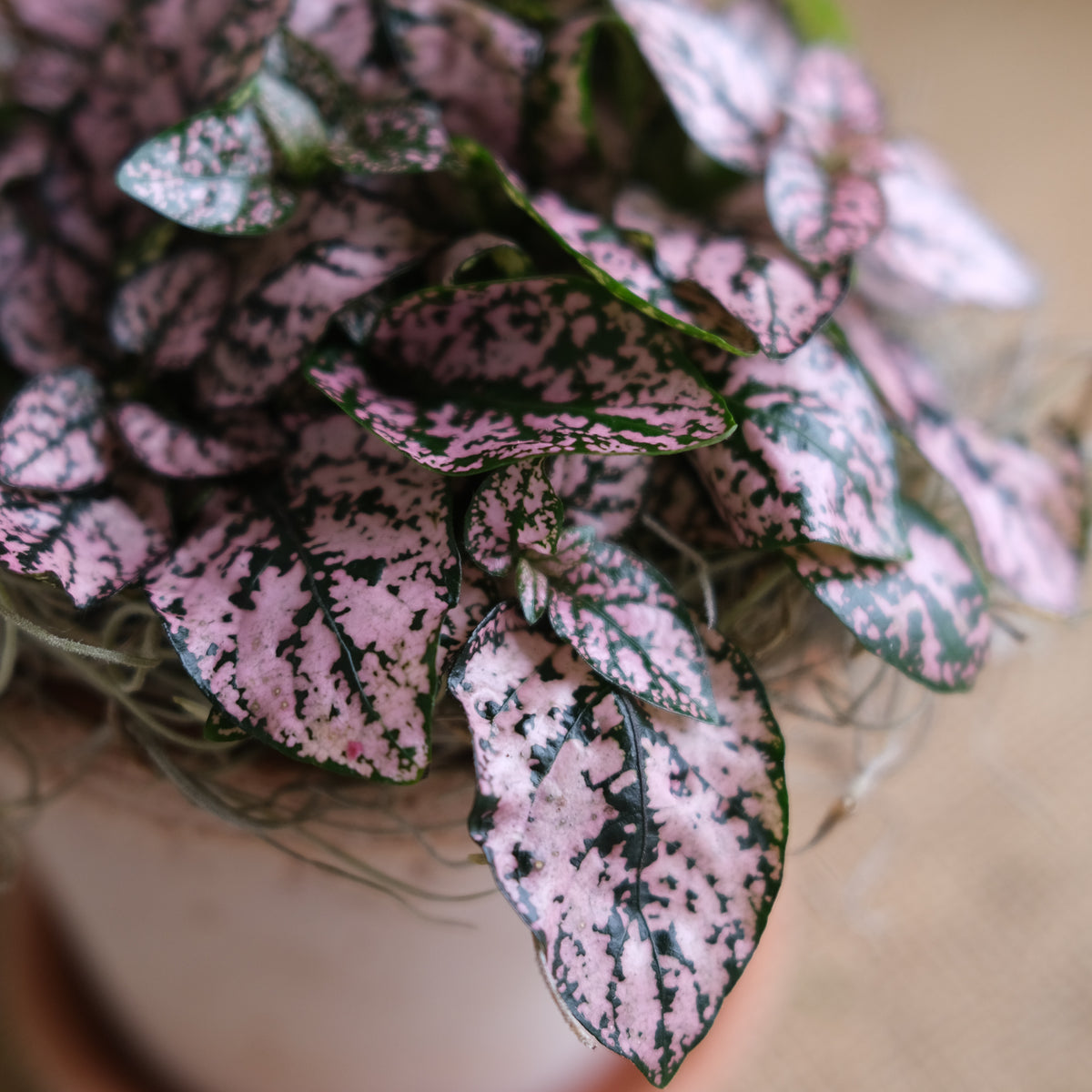 Pink Splash (Hypoestes phyllostachya) | Lexington, KY | Michler's Florist
