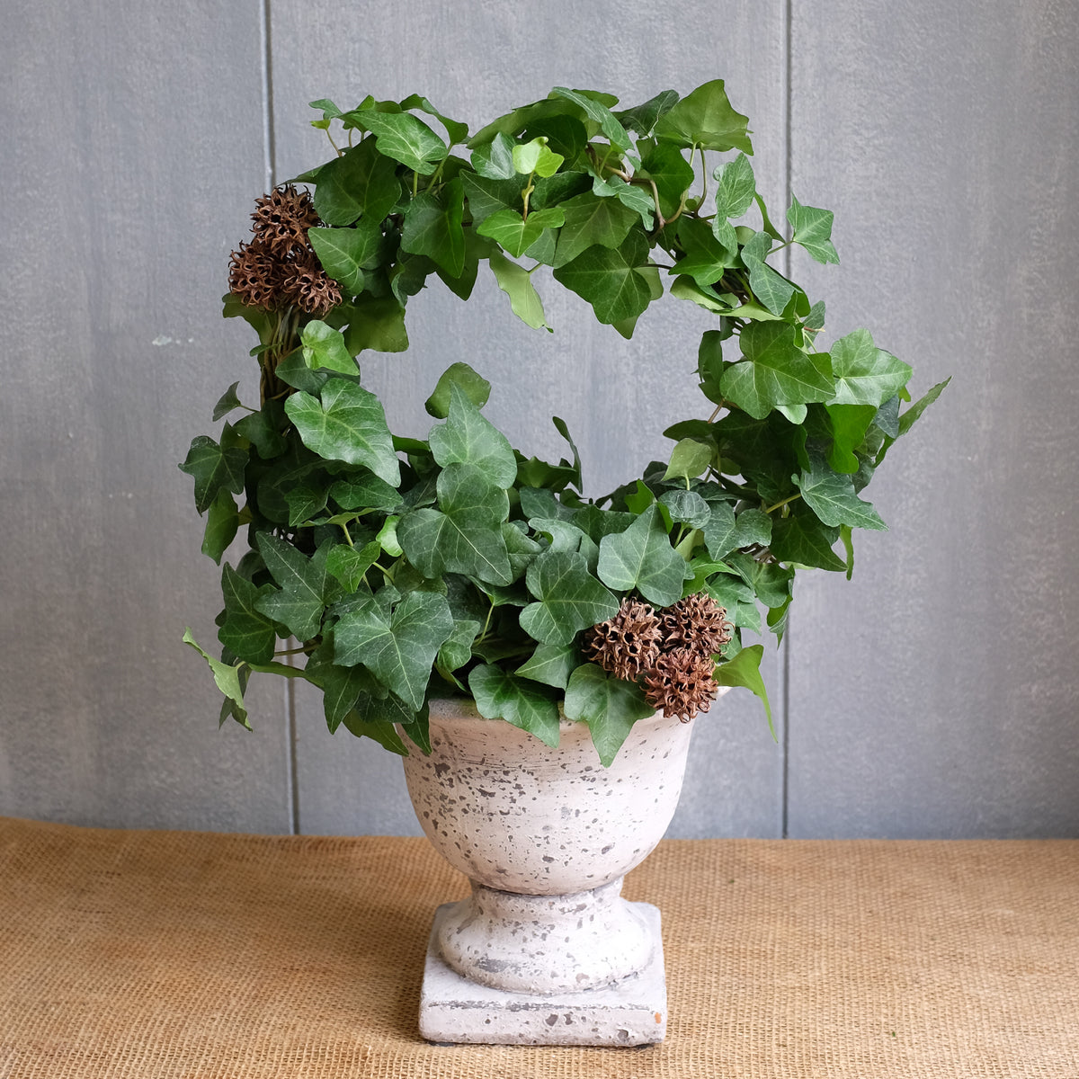 Ivy Topiary Ring | Michler's Florist | Lexington, KY – Michler's ...