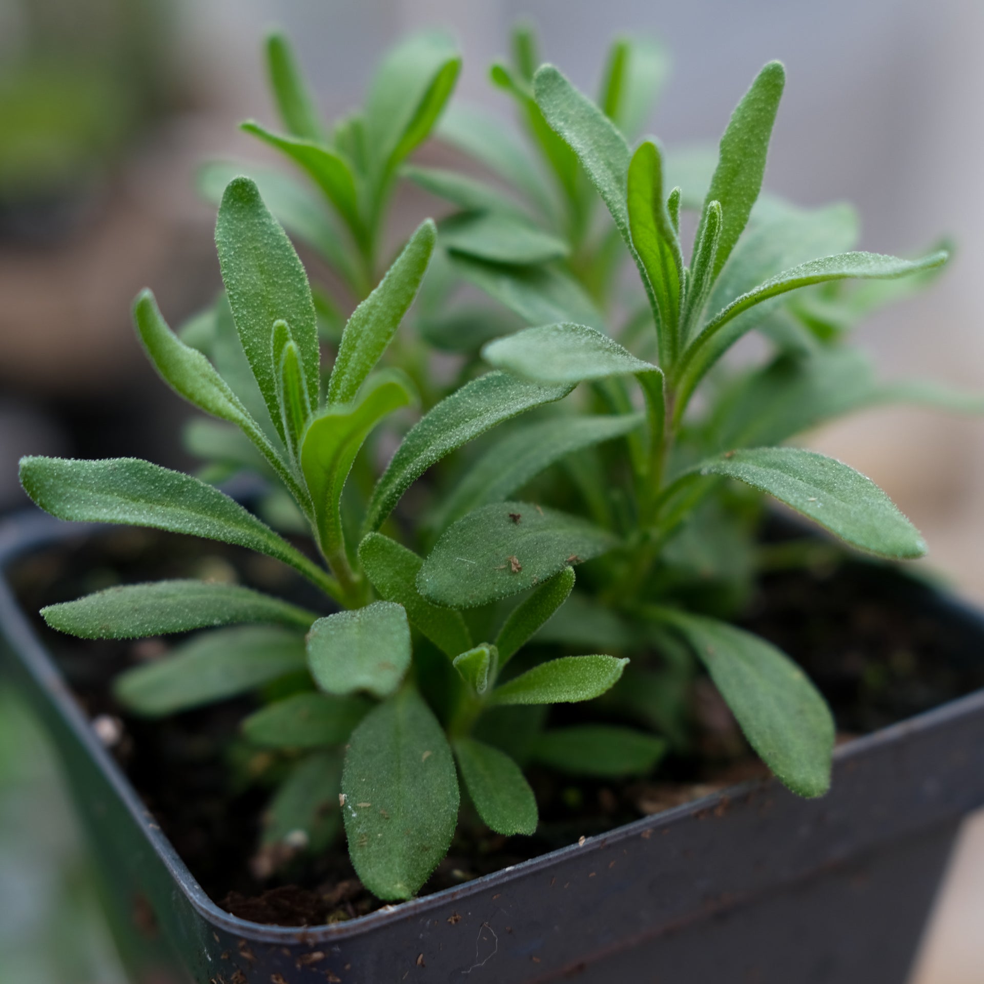 Lavandula angustifolia 'Hidcote Blue' (Hidcote Blue Lavender) | Herb in ...