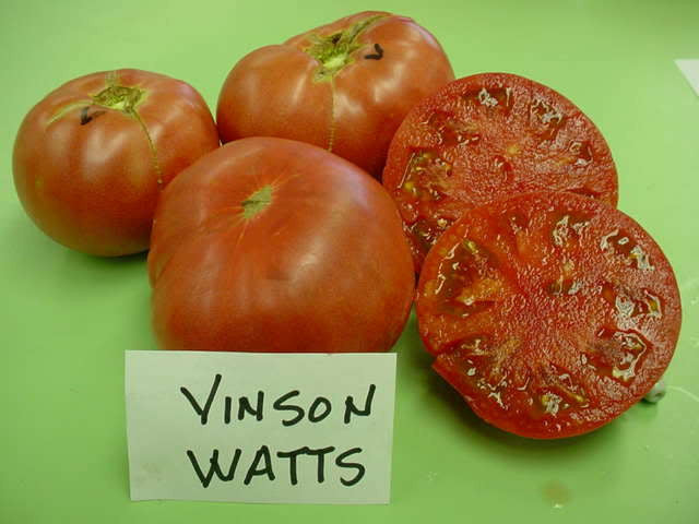 Tomato - Vinson Watts | Kentucky Heirloom | Michler's Florist – Michler ...