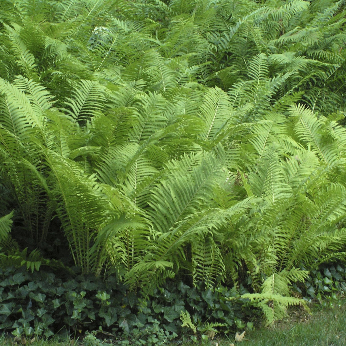 Fern - Matteuccia struthiopteris 'The King' (King Ostrich Fern ...