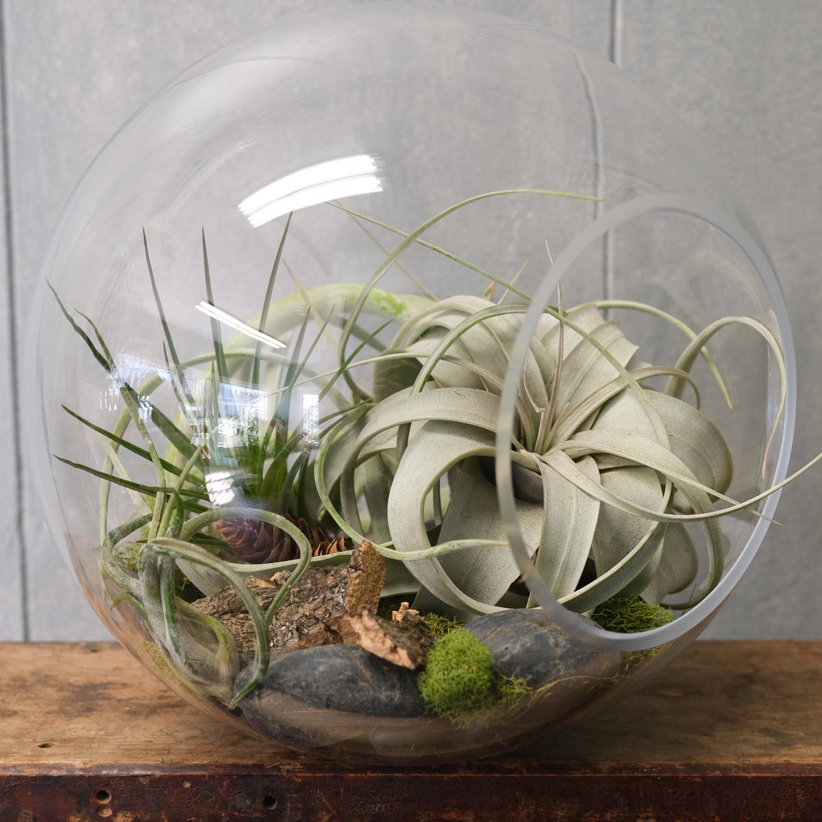 Air Plant Sphere | Terrariums in Lexington, KY | Michler's Florist