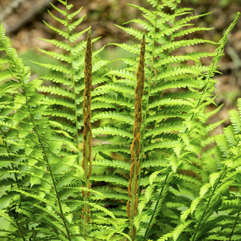 Perennials – Tagged "Kentucky Native" – Michler's Florist, Greenhouses ...